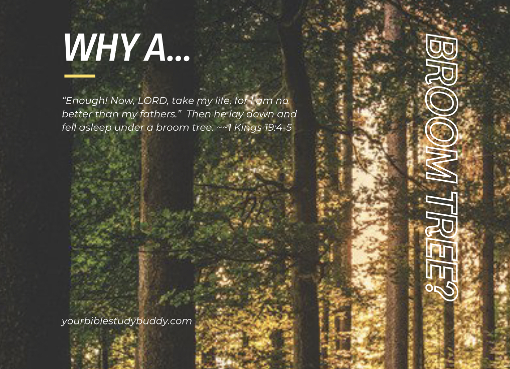Why a Broom Tree? - Your Bible Study Buddy